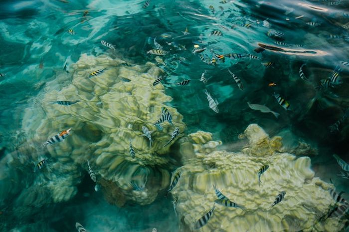 5 Shio Paling Suka Pergi ke Laut, Senang Bermain dengan Ombak dan Ikan