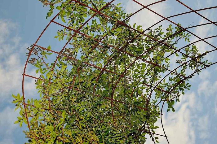 8 Cara Merawat Tanaman Hias Merambat, Buat Kebun Terlihat Indah - Bobo