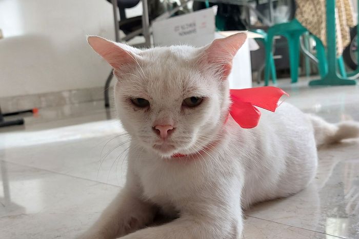 Rumah Tetap Nyaman Meski Pelihara Anabul, Berikut 9 Tips Ampuh Atasi ...