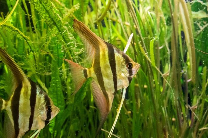 10 Fakta Menarik Angelfish, Ikan Cantik yang Banyak Dipelihara Orang - Kids