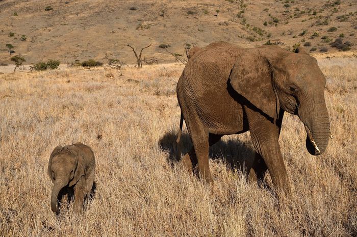 Pengertian Suaka Margasatwa dan Contoh-contohnya - Kids