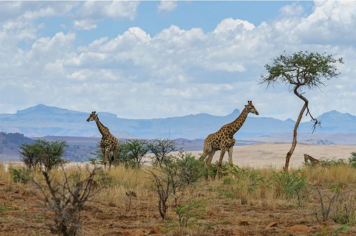 Apa itu Ekosistem? Pengertian, Fungsi dan Contohnya, IPAS KELAS 3 SD - Kids