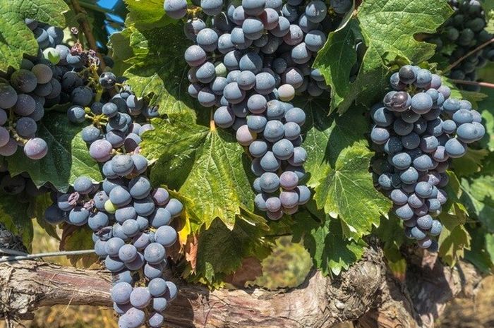 6 Jenis Anggur yang Terkenal Manis, Ada yang Berwarna Merah hingga Ungu ...
