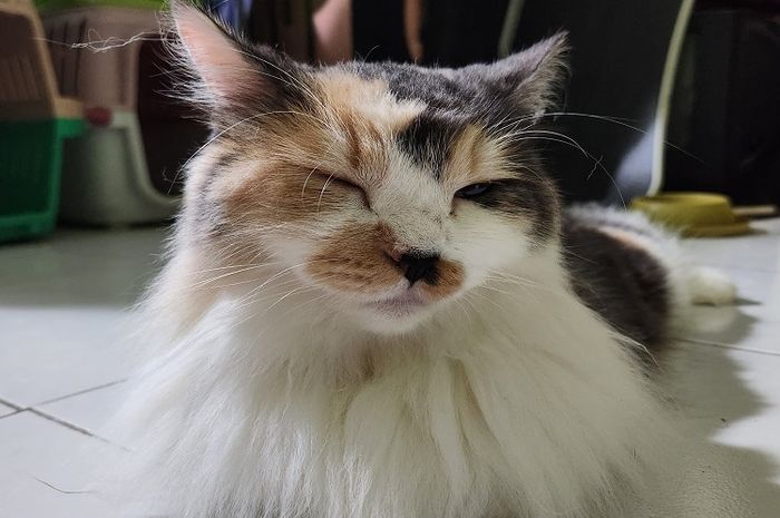 Mengapa Kucing Senang Membangunkan Pemiliknya di Pagi Buta? - Adjar