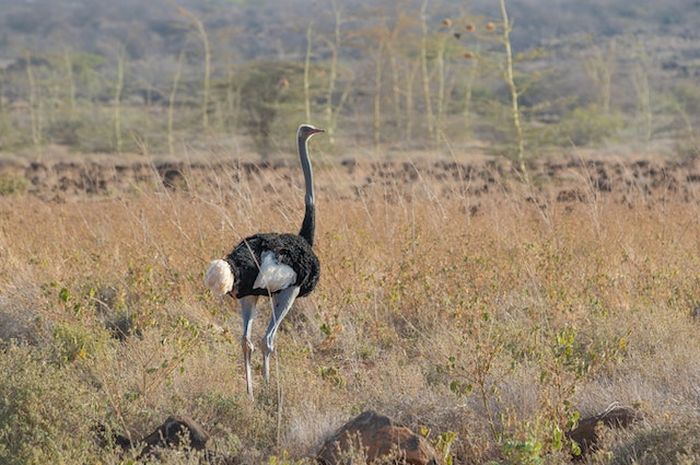Tak Memiliki Gigi, Bagaimana Cara Burung Unta Menelan Makanannya? # ...