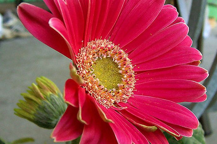 5 Arti Bunga Gerbera Daisy Berdasarkan Warnanya, Inilah Bunga Favorit ...