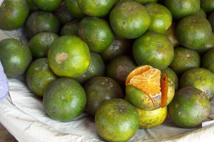 Tanpa Harus Dicicip, Begini Cara Pilih Jeruk Lokal yang Manis Cuma ...