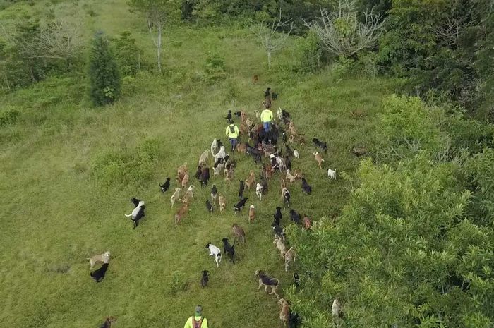 Seru dan Menarik, Pendakian Gunung Dilakukan Bersama Ratusan Anjing ...