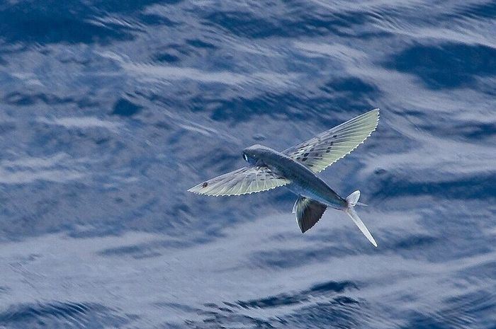 Disebut Bukan Ikan Sejati, Ini 6 Fakta Unik Ikan Terbang - Bobo