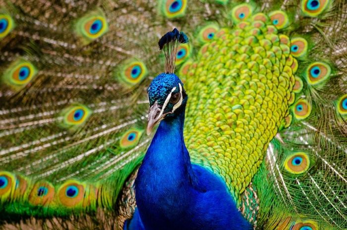 Populer dengan Ekor Raksasa yang Cantik, Bisakah Burung Merak Terbang ...