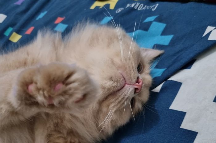 Mengapa Kucing Tidak Senang Disentuh Telapak Kakinya? - Adjar