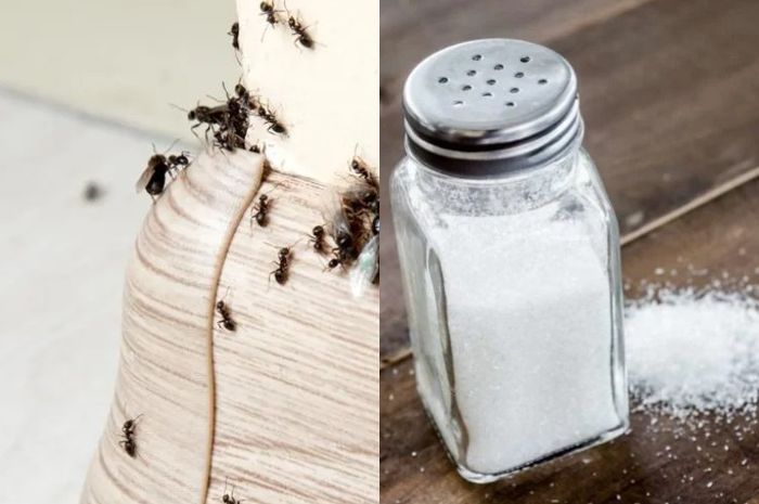 Tanpa Kapur Barus, Cara Usir Semut dari Rumah Cukup Pakai Garam Saja ...