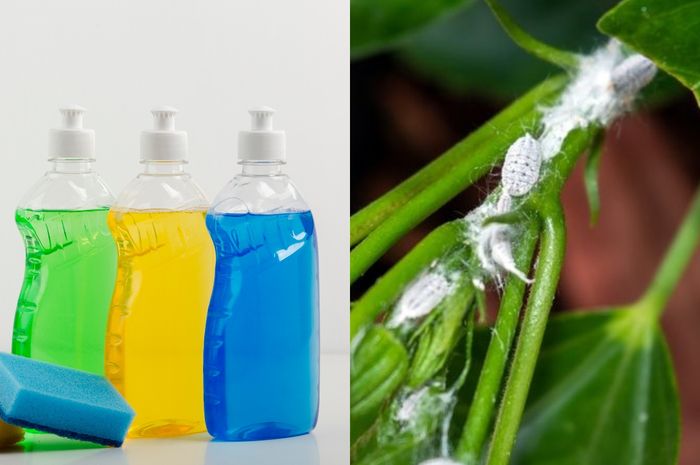 Cara Irit Basmi Kutu Putih pada Tanaman, Gak Perlu Beli Obat Semprot ...