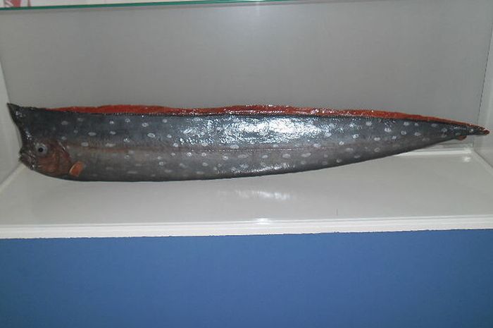 Disebut Ular Laut hingga Naga, Ini 5 Fakta Unik Hewan Laut Oarfish - Bobo