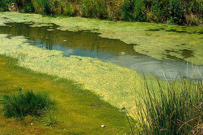 5 Penyebab Terjadinya Blooming Algae di Perairan yang Merugikan ...