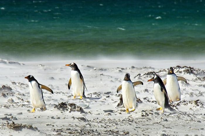 Bagaimana Penguin Bisa Bertahan Hidup di Suhu Dingin yang Ekstrem? - Adjar Bagaimana Penguin Bisa Bertahan Hidup di Suhu Dingin yang Ekstrem? - Adjar