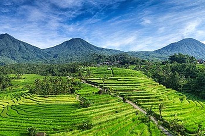 10 Fakta Menarik Subak, Lembaga Tradisional Bali di Bidang Pengairan - Kids