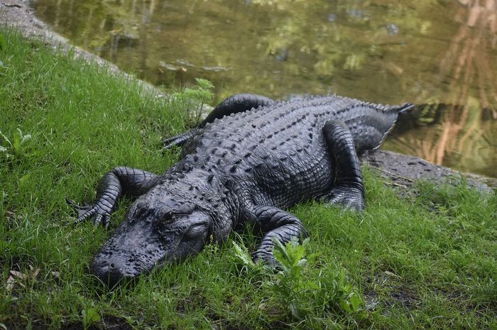 8 Perbedaan Aligator dan Buaya, Serupa tapi Tak Sama - Kids