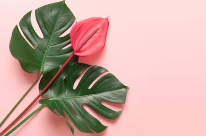 Cara Merawat Tanaman Aglonema Agar Cepat Beranak, Ini 7 Tips Penting ... Cara Merawat Tanaman Aglonema Agar Cepat Beranak, Ini 7 Tips Penting ...