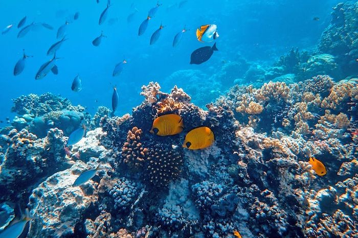 3 Jenis Organisme Laut serta Fungsi dan Contohnya, Apa Saja? - Kids