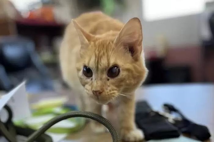 Justru Bikin Gemas, Kucing Ini Punya Ekspresi Wajah yang Selalu ...