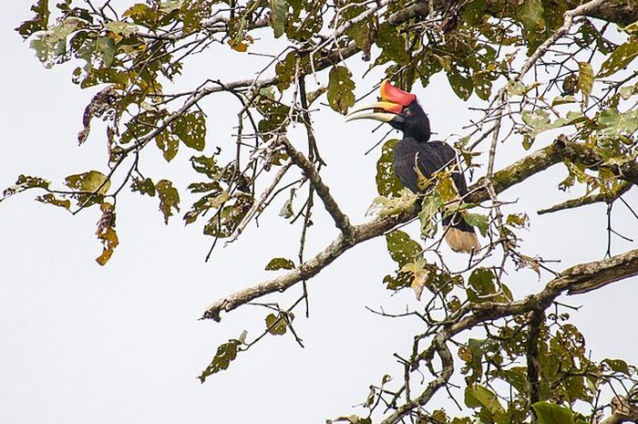 15 Fakta Menarik Rangkong, Burung Besar yang Tinggal di Kanopi Hutan # ...