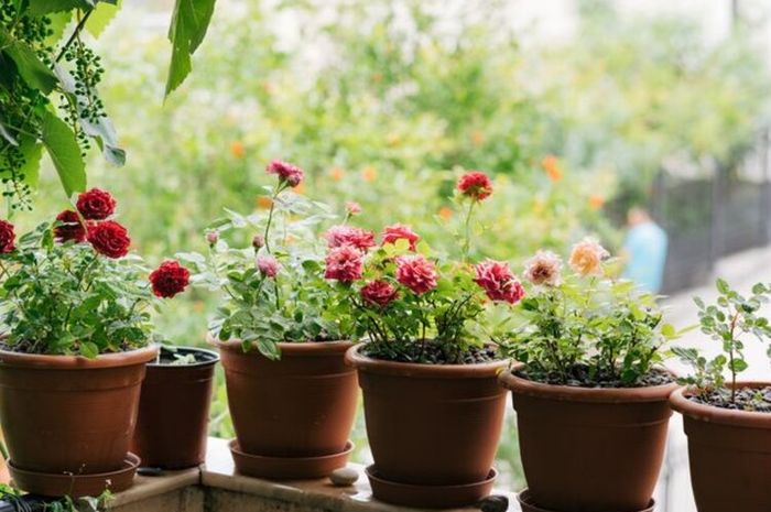 Pantas Bunga Mawar Gagal Mekar, Coba Beri Pupuk dari Kulit Buah Ini ...