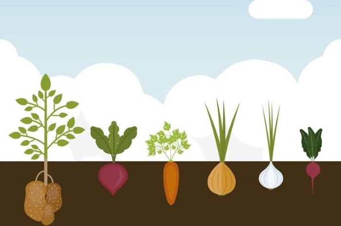 Mengenal Akar Tunggang pada Tumbuhan: Pengertian, Peran dan Contoh - Kids