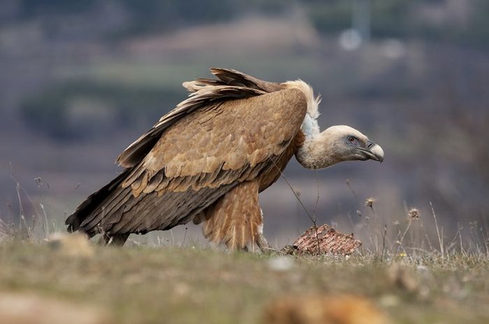 15 Fakta Menarik Himalayan Griffon Vulture, Burung Pemakan Bangkai dari ...