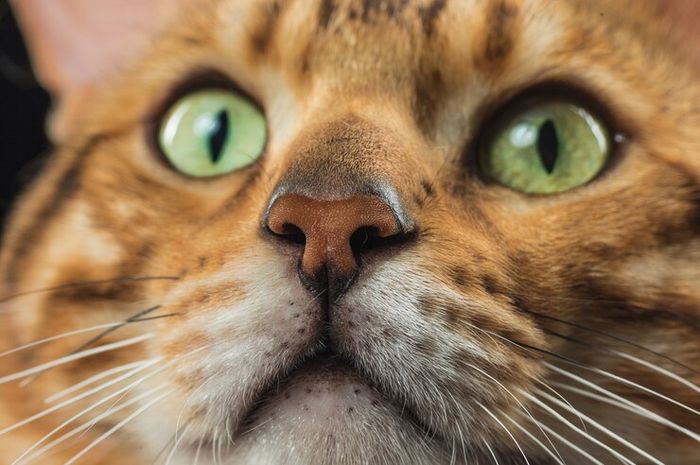 Pakar Sebut Kucing sebagai Makhluk yang Sempurna, Kenapa Begitu ...