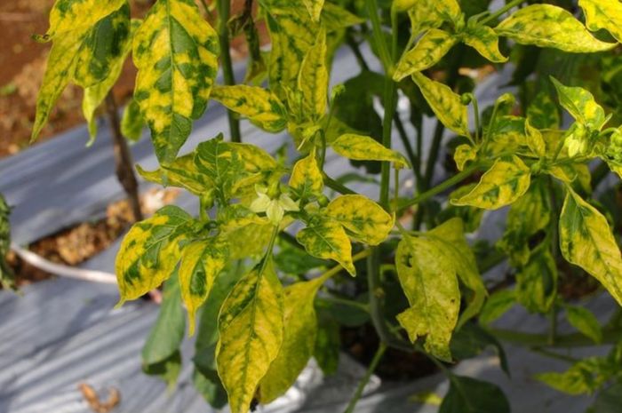 Cara Murah Atasi Daun Tanaman Cabai yang Menguning, Yang Sering Tanam ...
