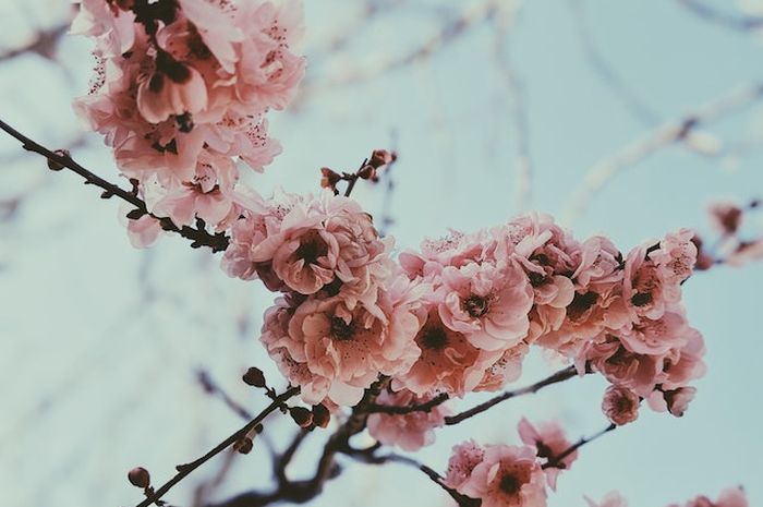 6 Bunga yang Dijadikan Simbol dari Berbagai Negara dan Maknanya, Apa ...