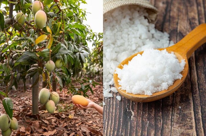 Cuma Sesendok Garam Dapur Dicampur Air Lalu Semprot ke Tanaman Mangga ...