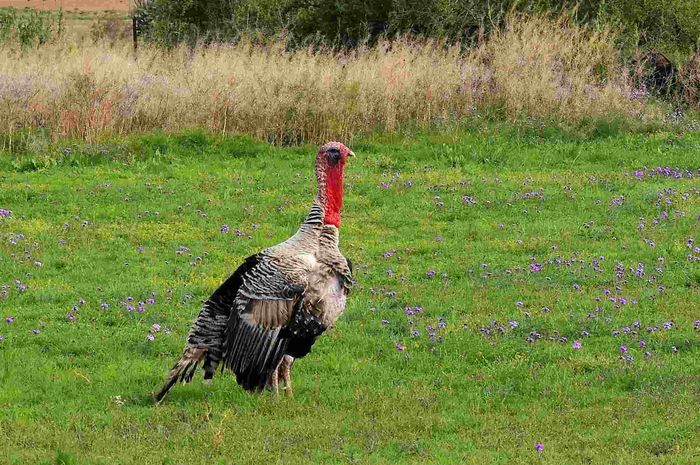 5 Fakta Unik Kalkun, Hewan Mirip Ayam Khas Perayaan Thanksgiving - Bobo