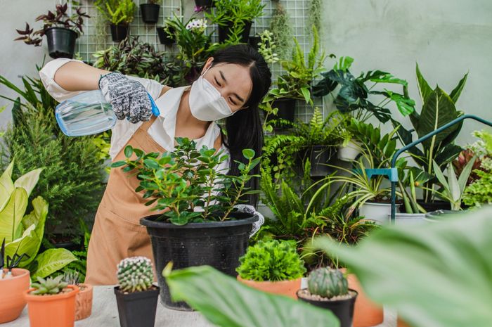 Jangan Langsung Dibuang Ini Cara Mengatasi Daun Tanaman Yang Kering