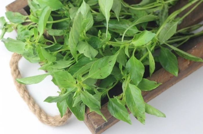 Cara Simpan Daun Kemangi agar Tidak Cepat Layu dan Menghitam, Cuma ...