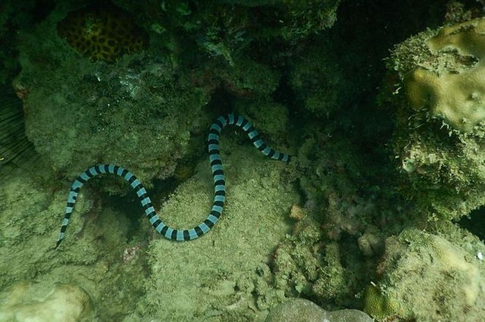Kenapa Ular Laut Jauh Lebih Mematikan Daripada Ular Darat? # ...
