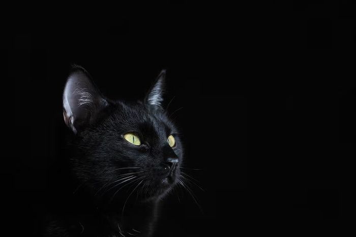 10 Mitos dan Kepercayaan tentang Kucing Hitam dari Berbagai Negara, Apa ...