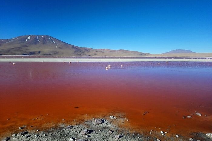 Fenomena Alam Danau Garam, Bagaimana Laguna Colorada Punya Warna Oranye ...