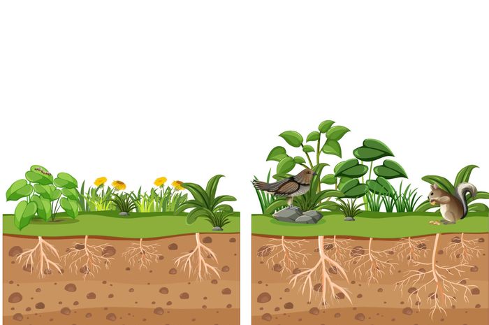 Bagian-Bagian Akar pada Tumbuhan dan Fungsinya, Materi Biologi - Bobo