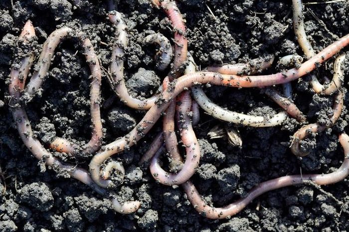 Sehari-hari Nasibnya Jadi Umpan Ikan, Jenis Cacing Ini Ternyata Bisa ...