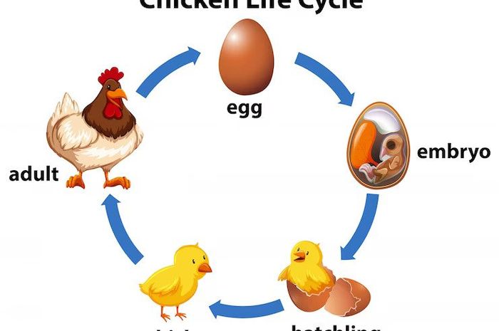 Siklus dan Daur Hidup Hewan Unggas: Ayam, Materi IPAS Kelas 3 SD - Kids