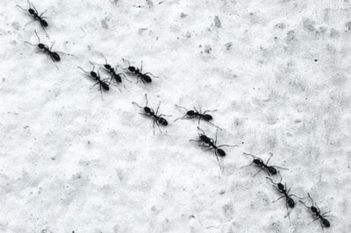 Rekomendasi 6 Bahan Dapur untuk Mengusir Semut Hitam di Tembok Rumah ...
