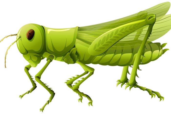 Bagaimana Cara Belalang Bernapas? Ini Penjelasan dan Fakta-Fakta Unik ...