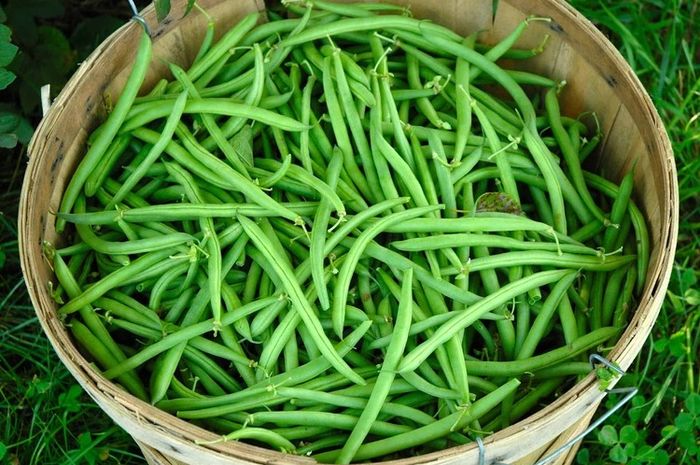 4 Cara Memilih Buncis yang Renyah dan Tidak Alot, Jangan Sampai Pilih ...