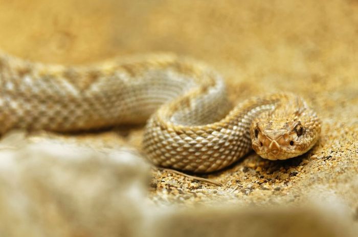 Apakah Ular Derik Berbahaya bagi Manusia? Ini Fakta Pentingnya - Bobo