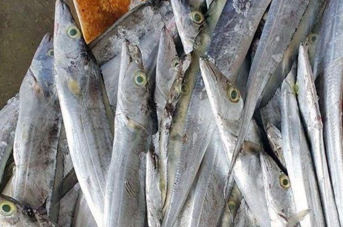 Panjangnya Bisa Sampai 100 Sentimeter, Ini Dia Manfaat Ikan Layur yang ...