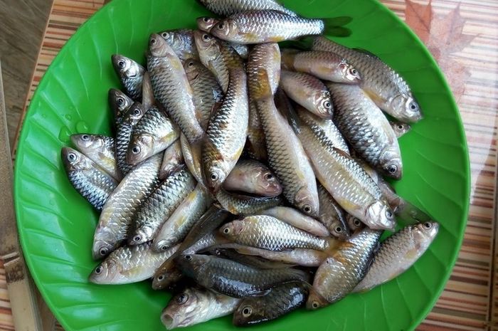 Manfaat Ikan Wader, Ikan Lokal Indonesia yang Ampuh jadi Penangkal Stunting - Sajian Sedap