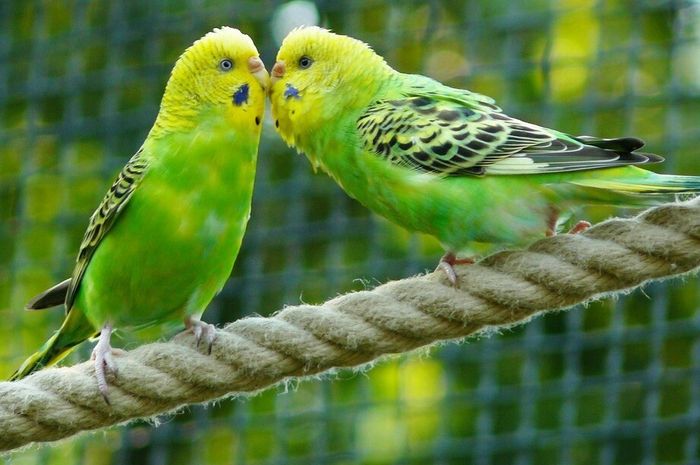 5 Fakta Unik dari Burung Parkit, dari Bulu Indah hingga Kecerdasannya ...