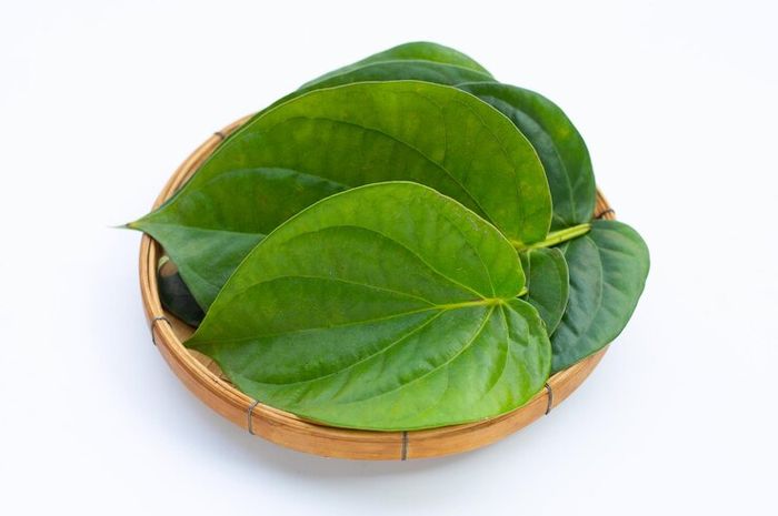 5 Manfaat Daun Pucuk Merah, Tanaman Perdu yang Kaya Antioksidan - Kids